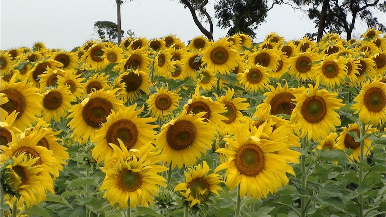 GIRASSOL (HELIANTHUS ANNUUS), COMMON SUNFLOWER, CULTURA DO GIRASSOL ...