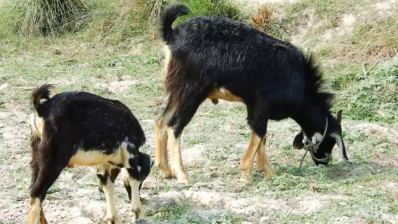 Best Big Boss Goat Find Compilation 2018 | Happy Goat Request Successy ...