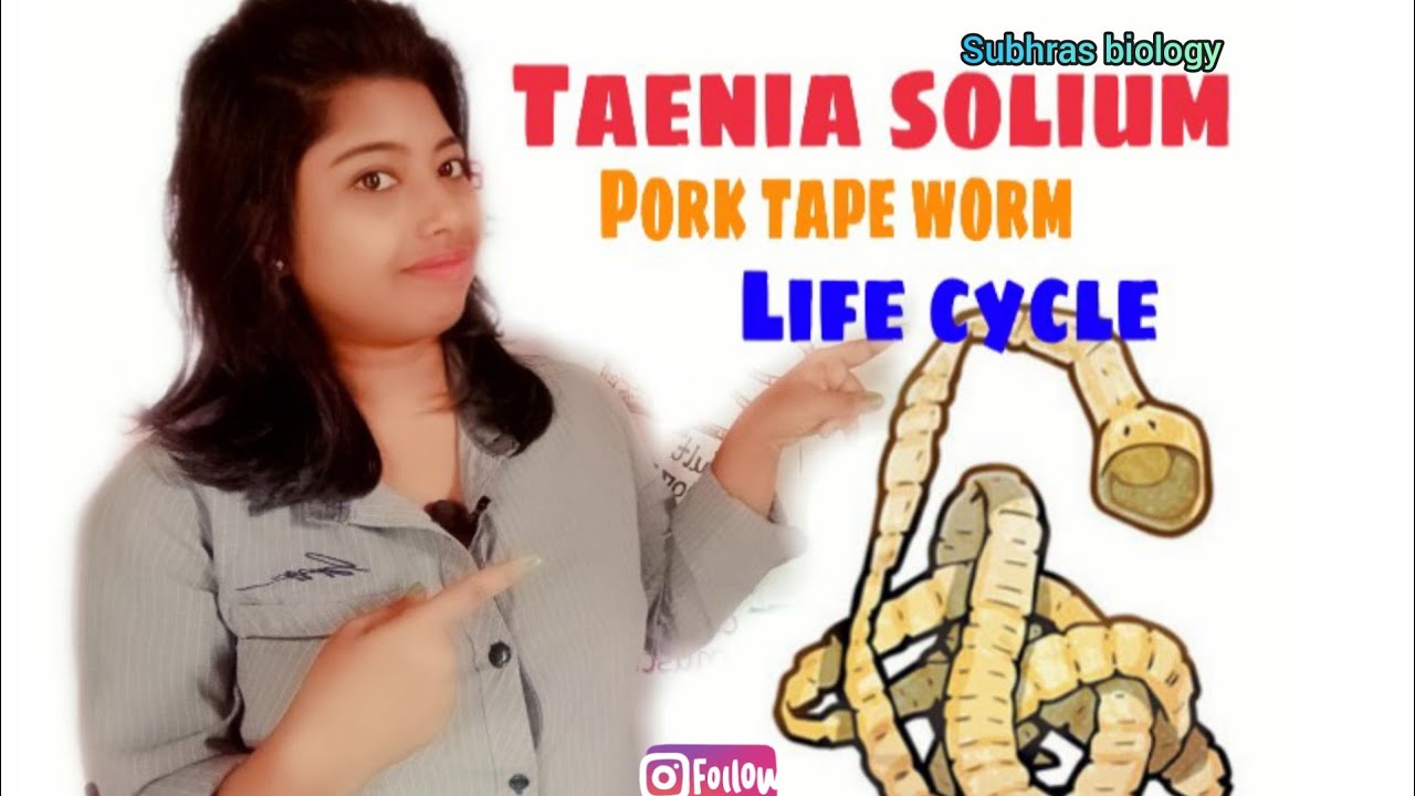 Taenia solium Pork tape worm Life Cycle by Subhras biology - YouTube