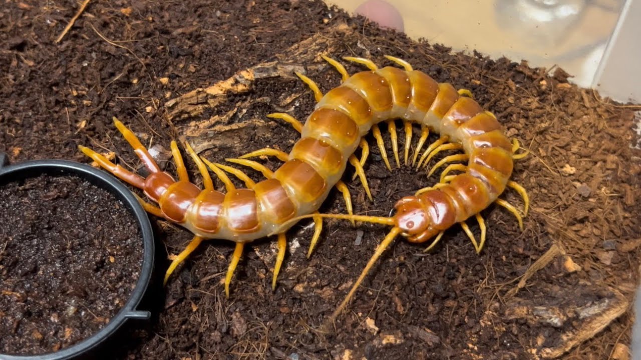 Scolopendra sp "Robusta" | 드디어 로부스타가 탈피기간에 들어갔습니다 | Robusta centipede ...