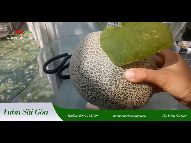 Phân bón hữu cơ Úc Organic Xtra Tảo Biển | Vườn Sài Gòn