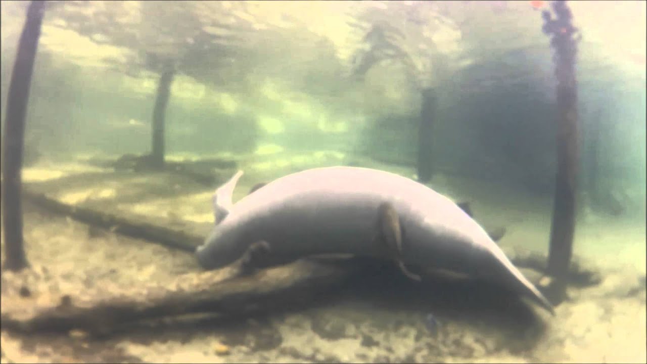 Manatees: Upside Down Back Scratch - YouTube