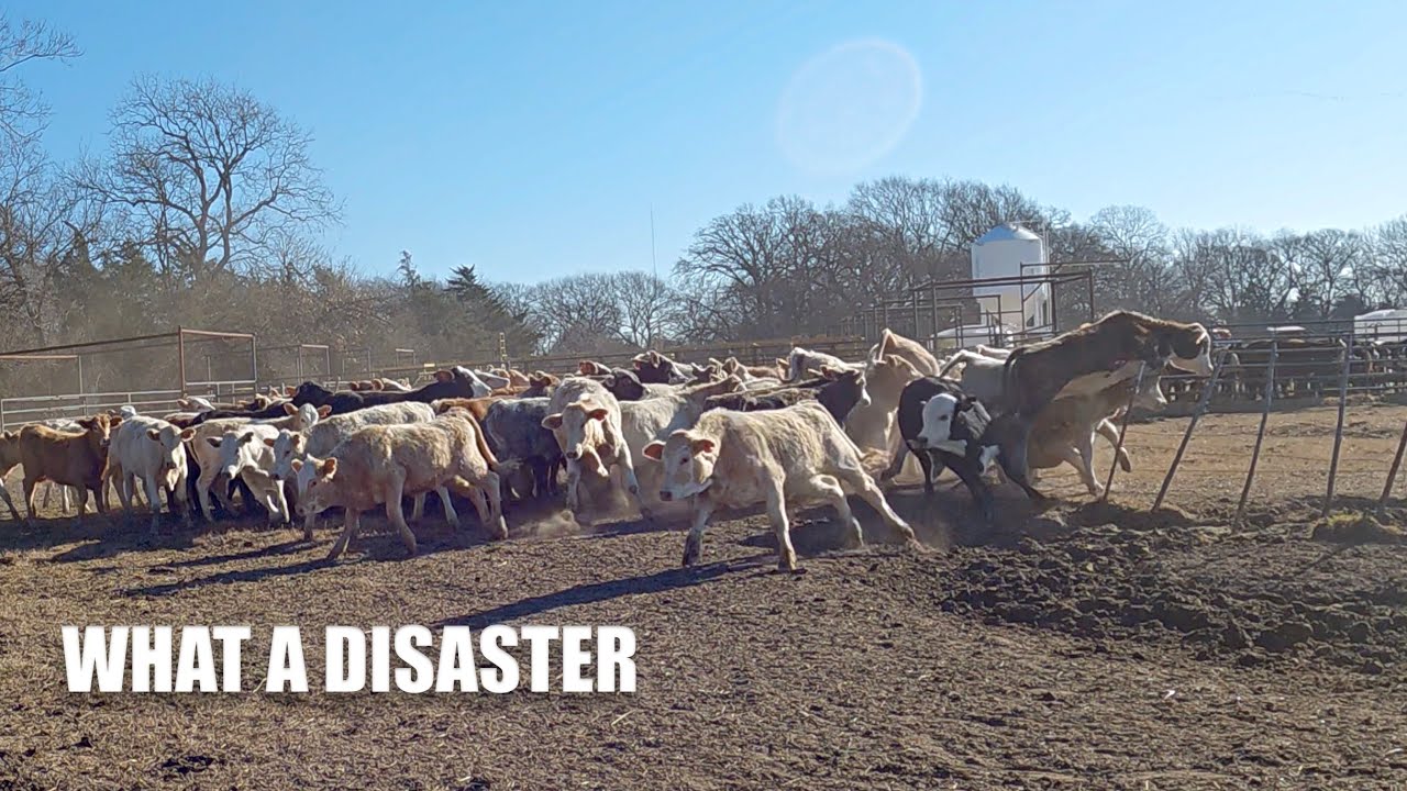 Catching, Sorting, and Shipping Cattle - Part 1 - YouTube