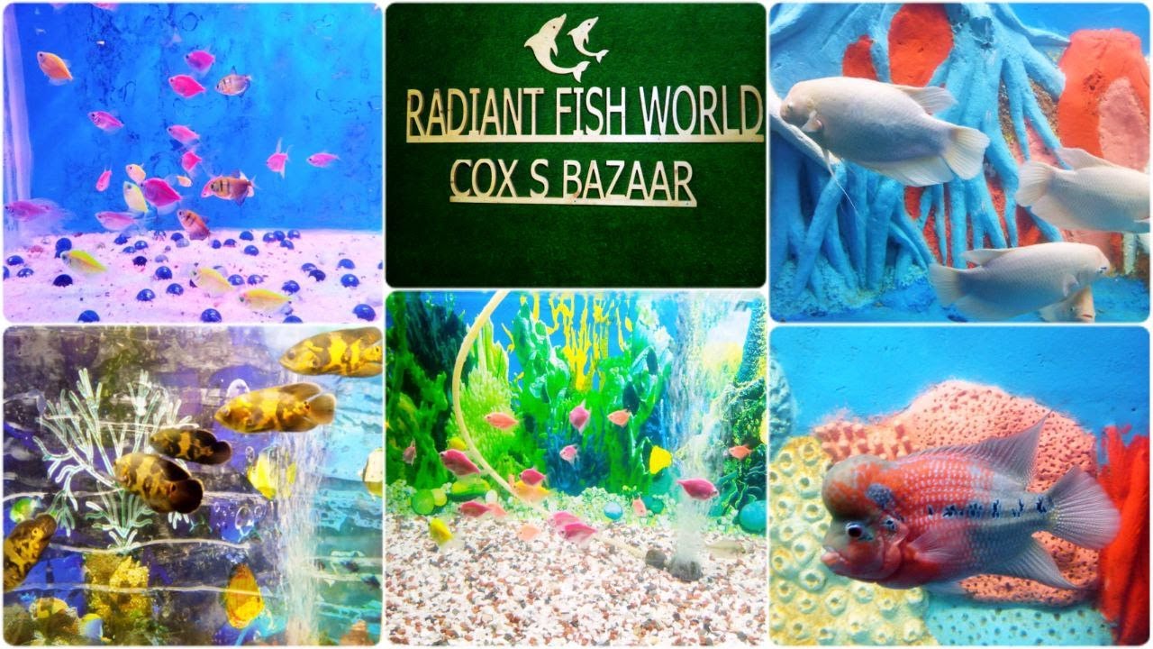 Radiant Fish World, Cox’s Bazar | Cox’s Bazar | রেডিয়েন্ট ফিশ ...