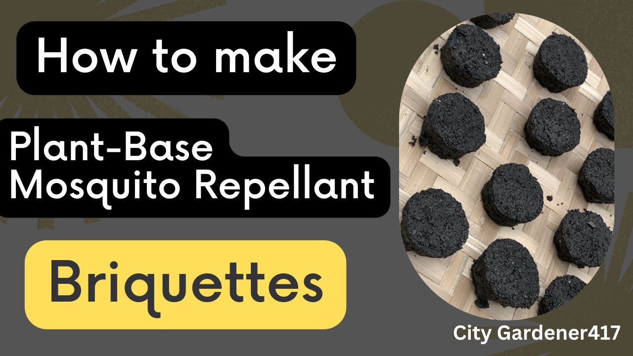 How to make Plant-base Mosquito Repellant Briquettes - YouTube