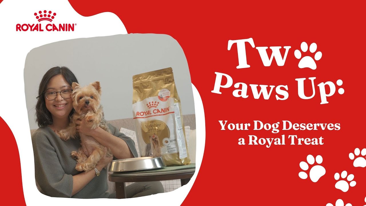 Two Paws Up Your Dog Deserves a Royal Treat - YouTube