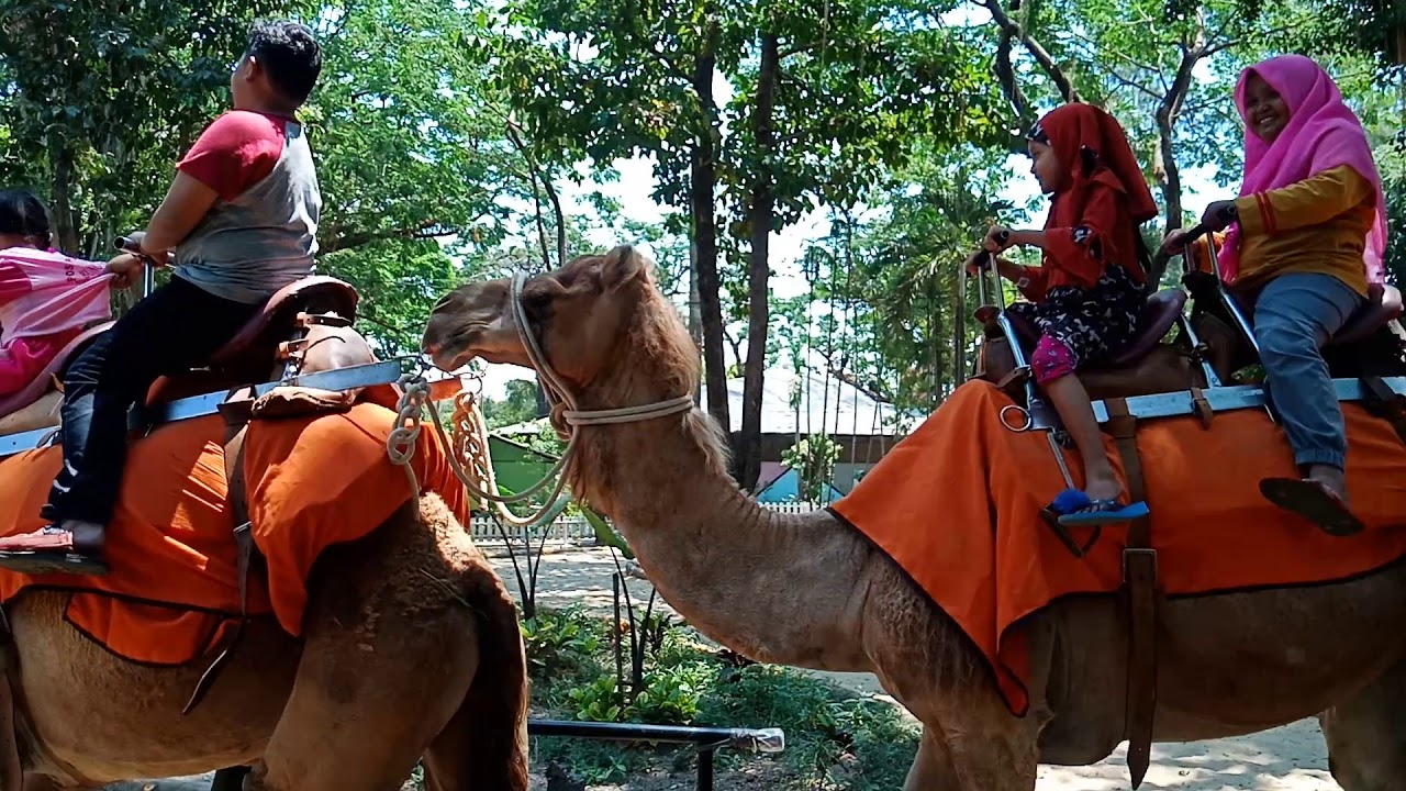 Adik erva naik onta di bonbin 2019 - YouTube