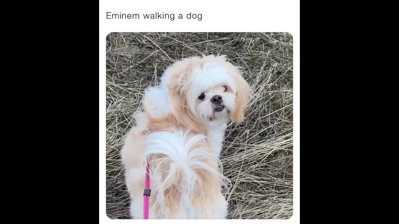 Eminem walking a dog - YouTube