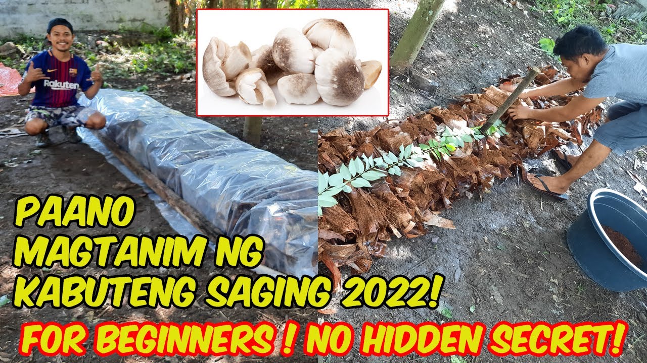 How To Grow Volvariella Mushroom (KABUTENG SAGING) using BANANA LEAVES ...