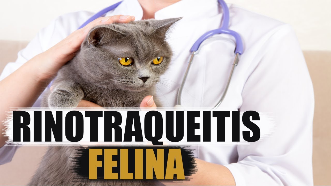 Rinotraqueitis Felina: Síntomas y Tratamiento - YouTube