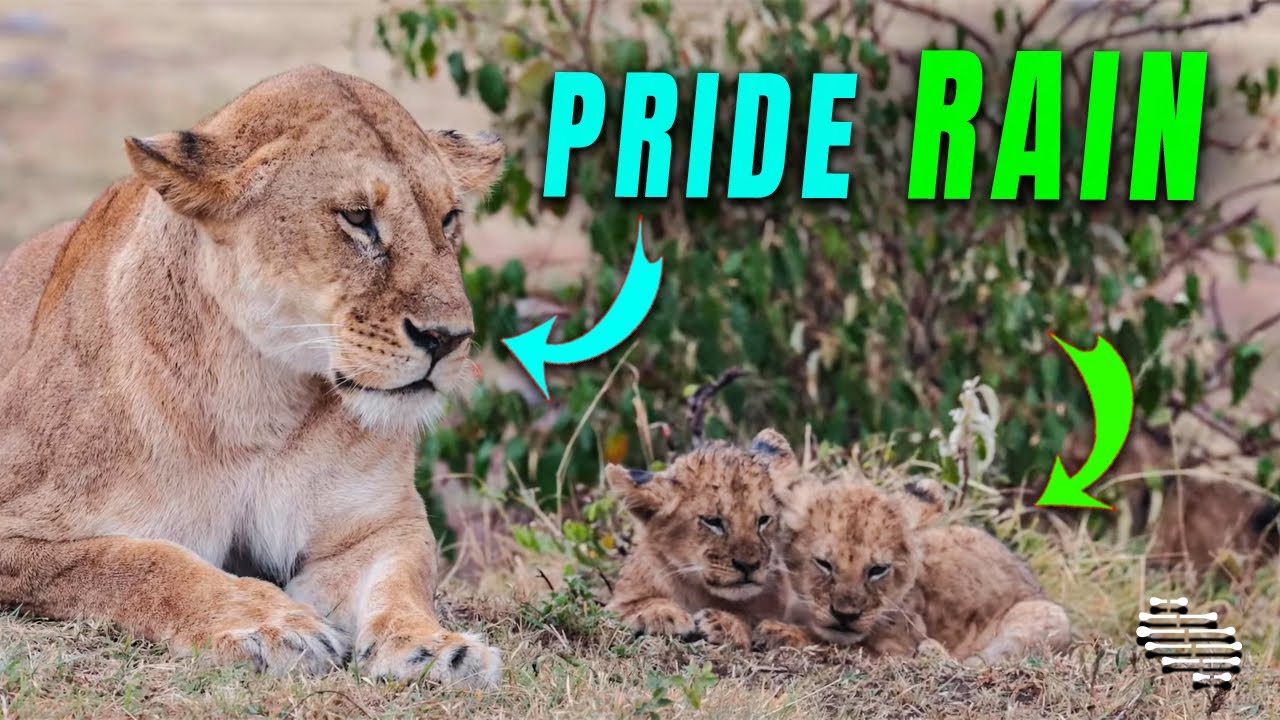 Pride Cubs Brave the Rain with Their Mother - YouTube