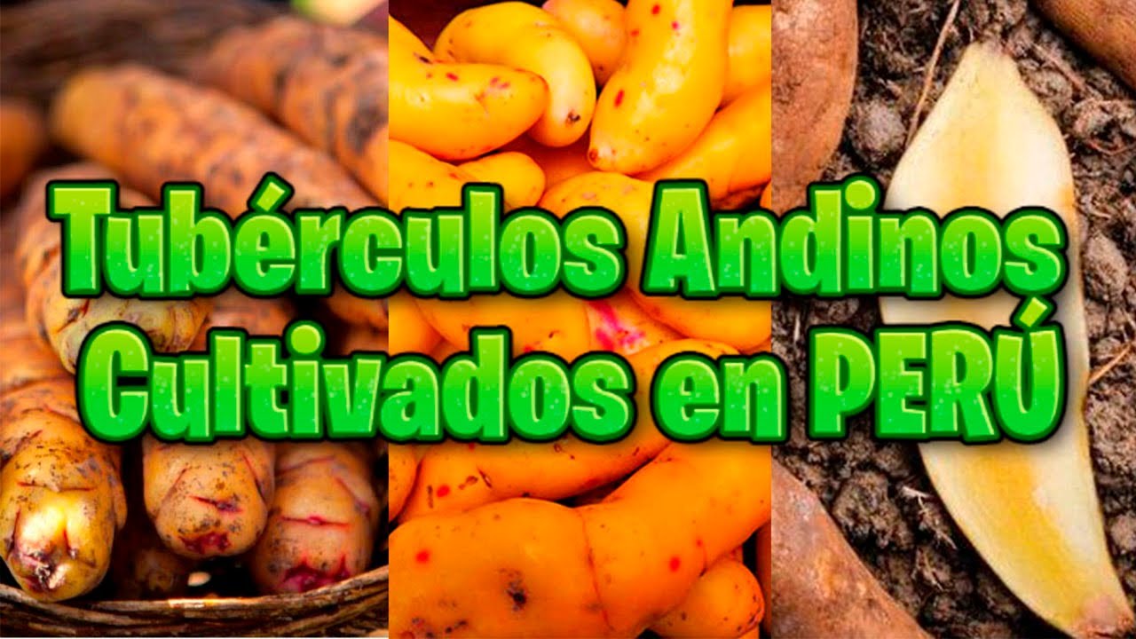 Tubérculos Andinos Cultivados En Perú - YouTube