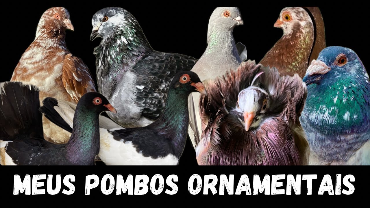 MINHA CRIAÇÃO DE POMBOS ORNAMENTAIS / @sitio_do_rb - YouTube