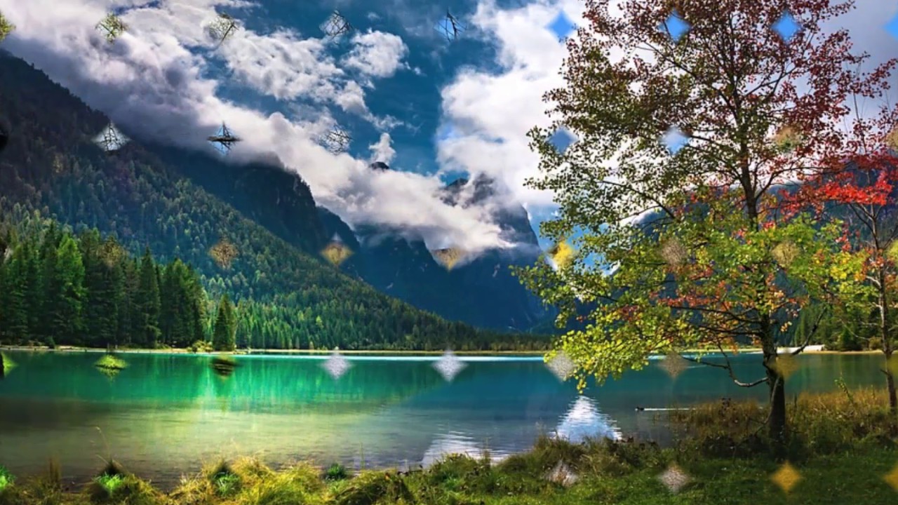 Forest Birds | Ringtones for Android | Animal Ringtones - YouTube