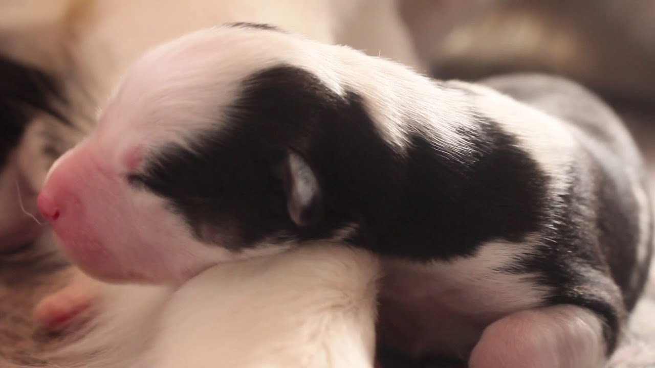 Chiots très jeunes - very young puppies - Naissance de chiot Laïka de ...