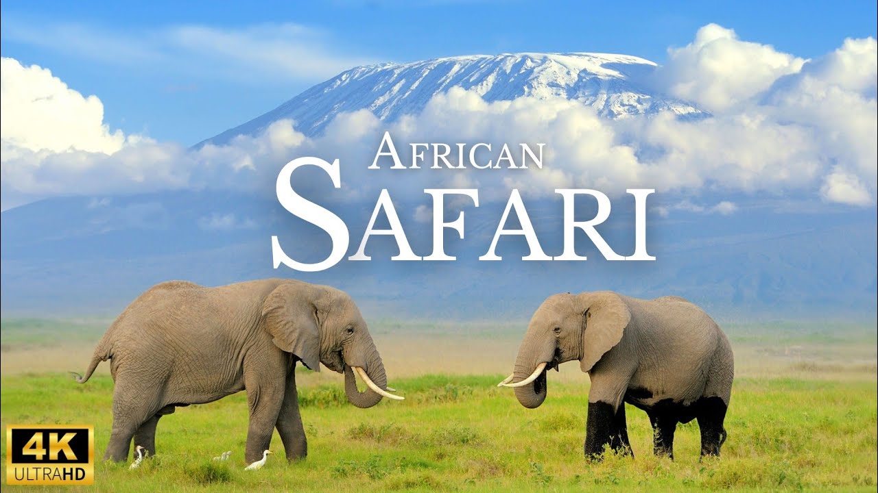 Wildlife Safari 4K - Scenic Animal Film With African Music - YouTube