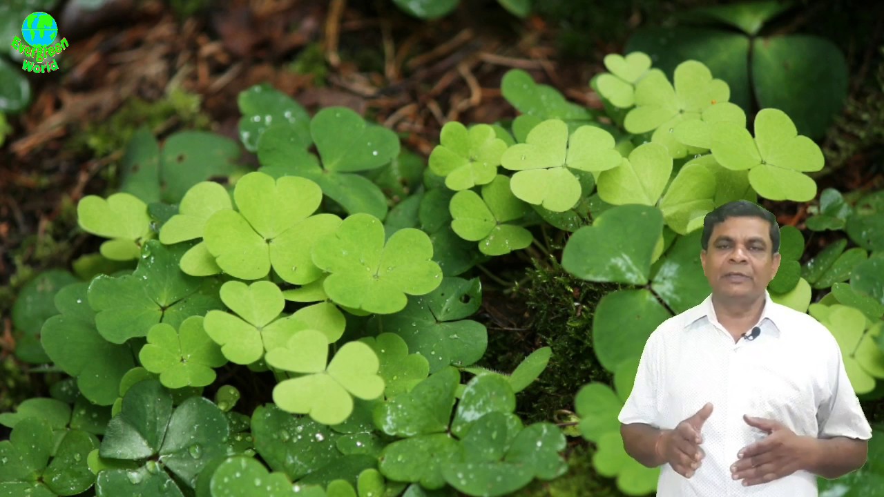 चांगेरी के फायदे।,Benefits of changeri, Changeri ke fayde - YouTube