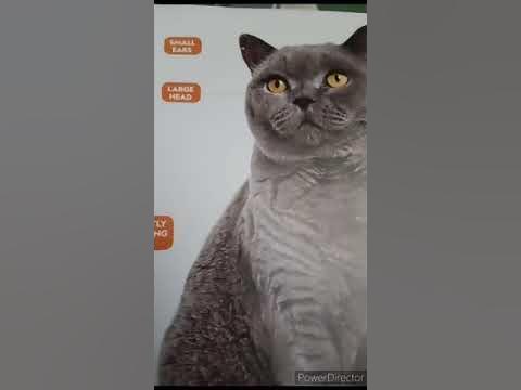 I'm Reading My National Geographic Kids Cat Breed Guide Part 23. - YouTube