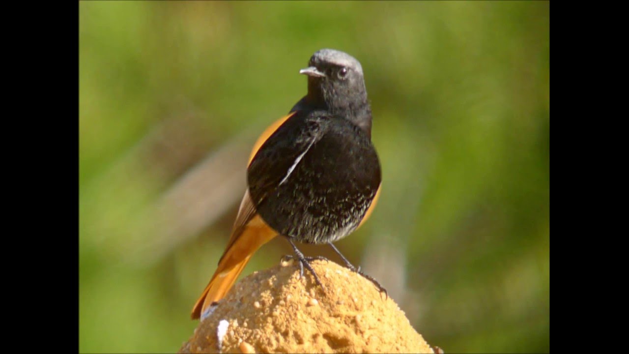 Common Redstart - Zwarte roodstaart - YouTube