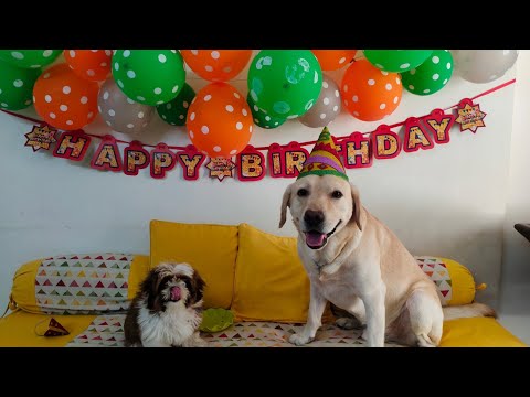 Happy 3rd Birthday 🎉 to my dear dog Bunty🐶 14th May.