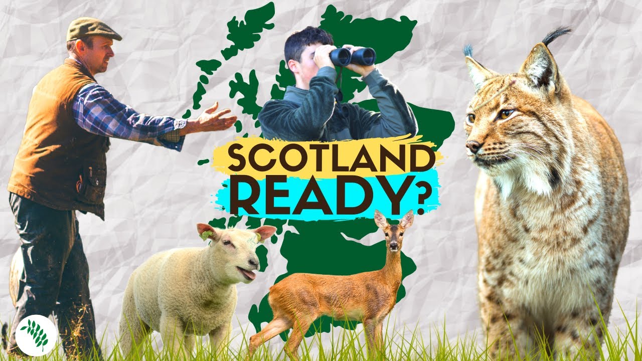 New Lynx Reintroduction Study - REWILDING BRITAIN - YouTube