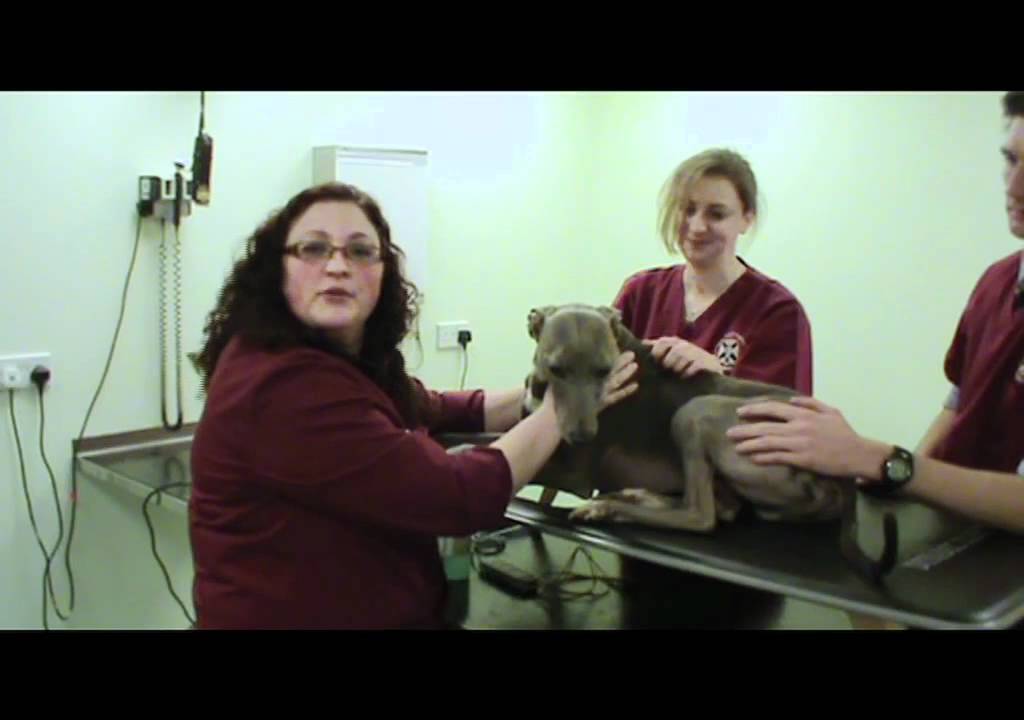 IMV imaging cardiac ultrasound video 10 - Summary of the cardiology ...