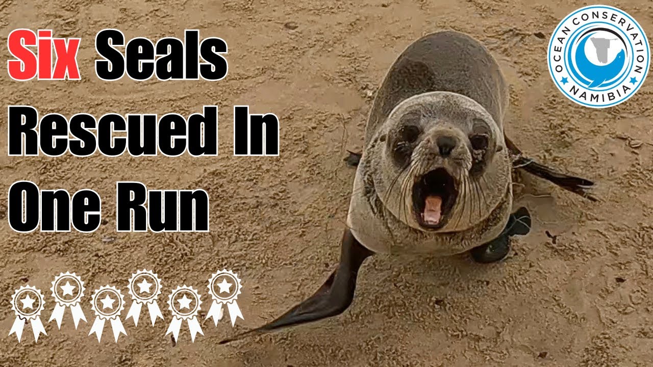 Six Seal Rescues In One Run! - YouTube