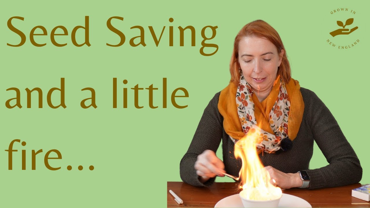 Seed saving and a little fire.... - YouTube