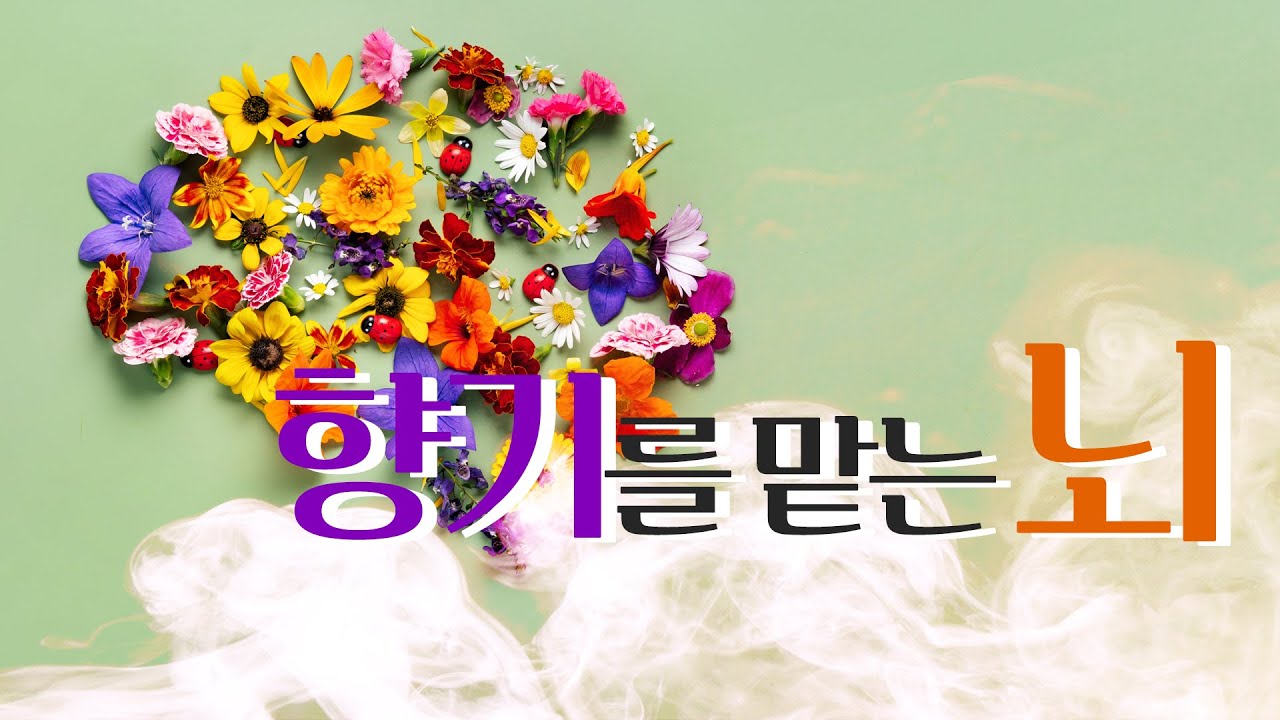 뇌를 잘 쓰는 방법 향기맡는 뇌 살 빠지는 향기 잠이 솔솔 오는 향기는 불안할 때 맡아야 하는 향기 아로마