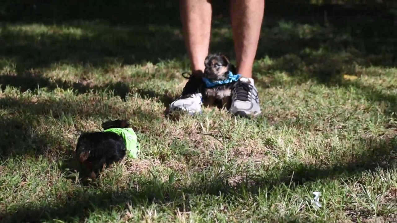 Harvey & Harrison September 1, 2018 - YouTube