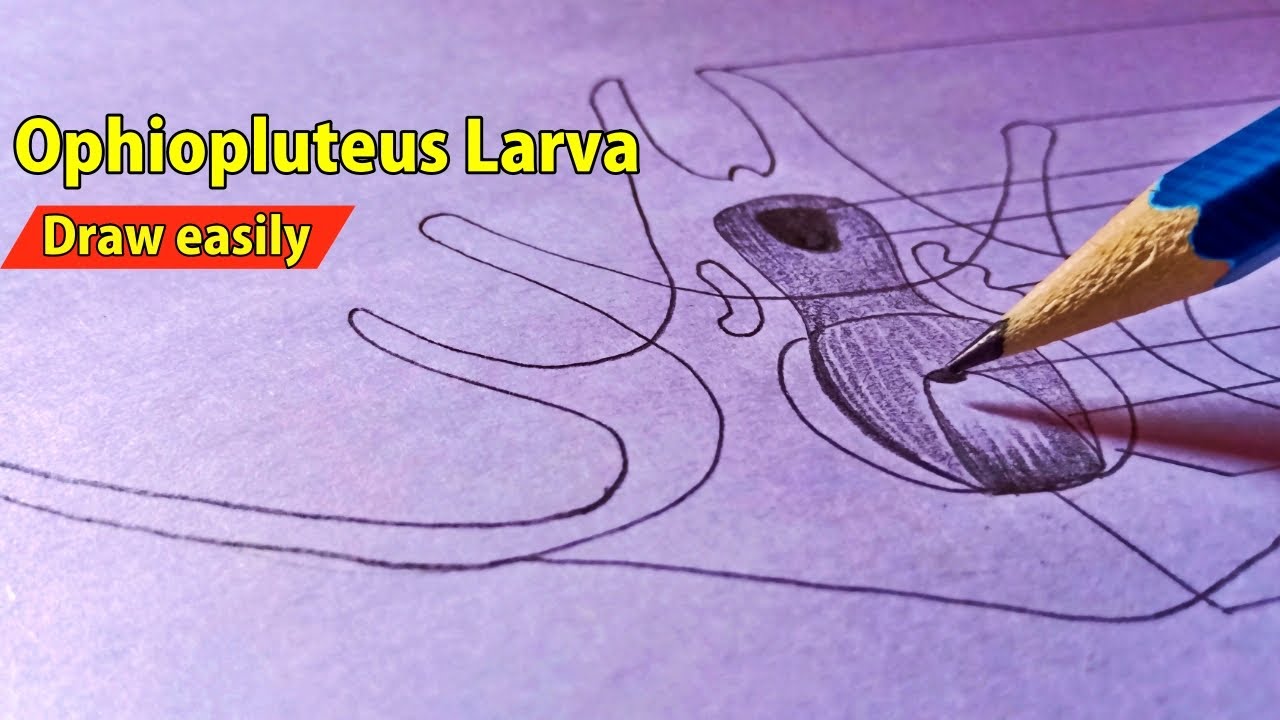 Ophiopluteus larva || How to Draw Ophiopluteus larva Diagram || Larval ...