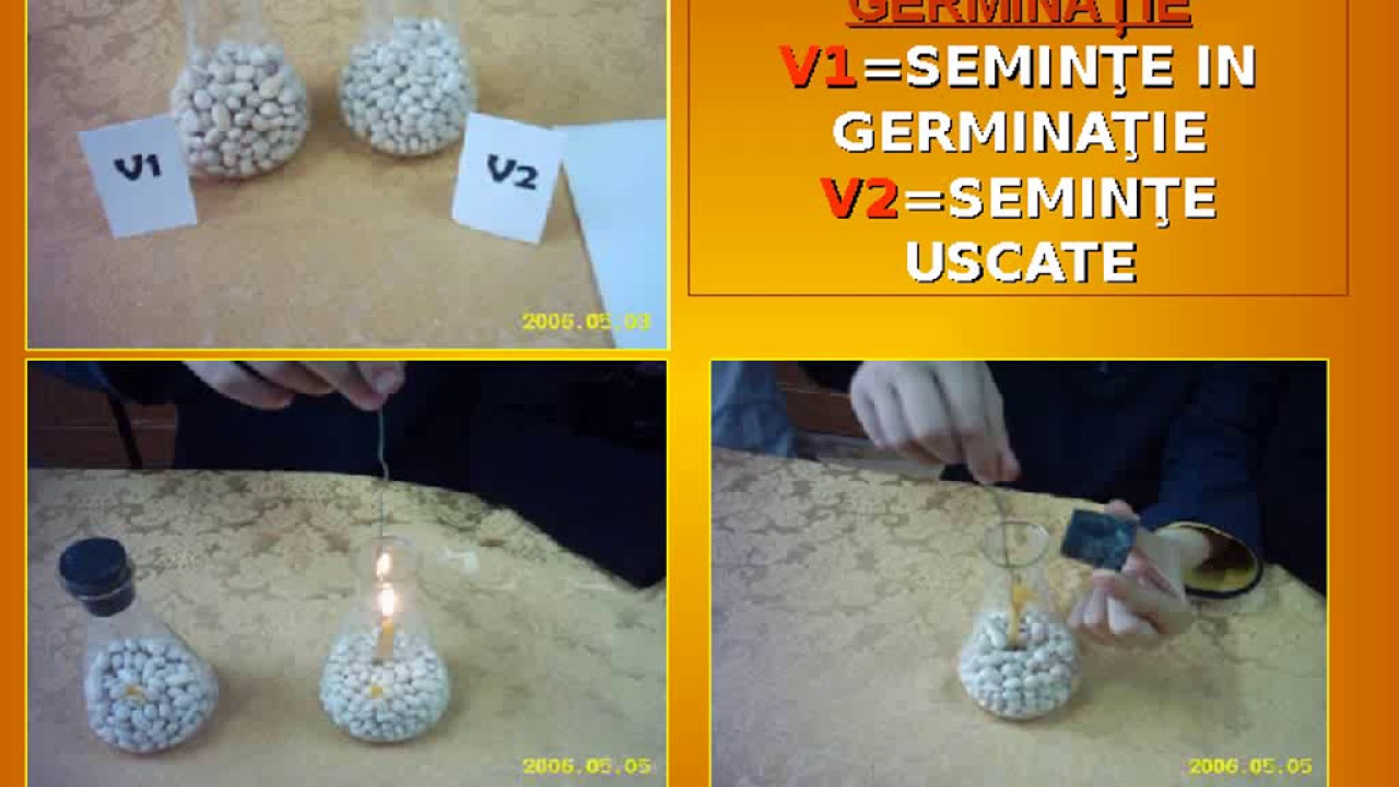 Germinatia semintelor - YouTube