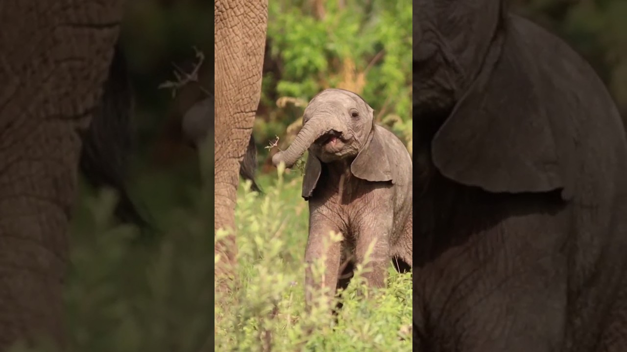 Damn this trunk! watch this baby Elephant trying to control its trunk # ...