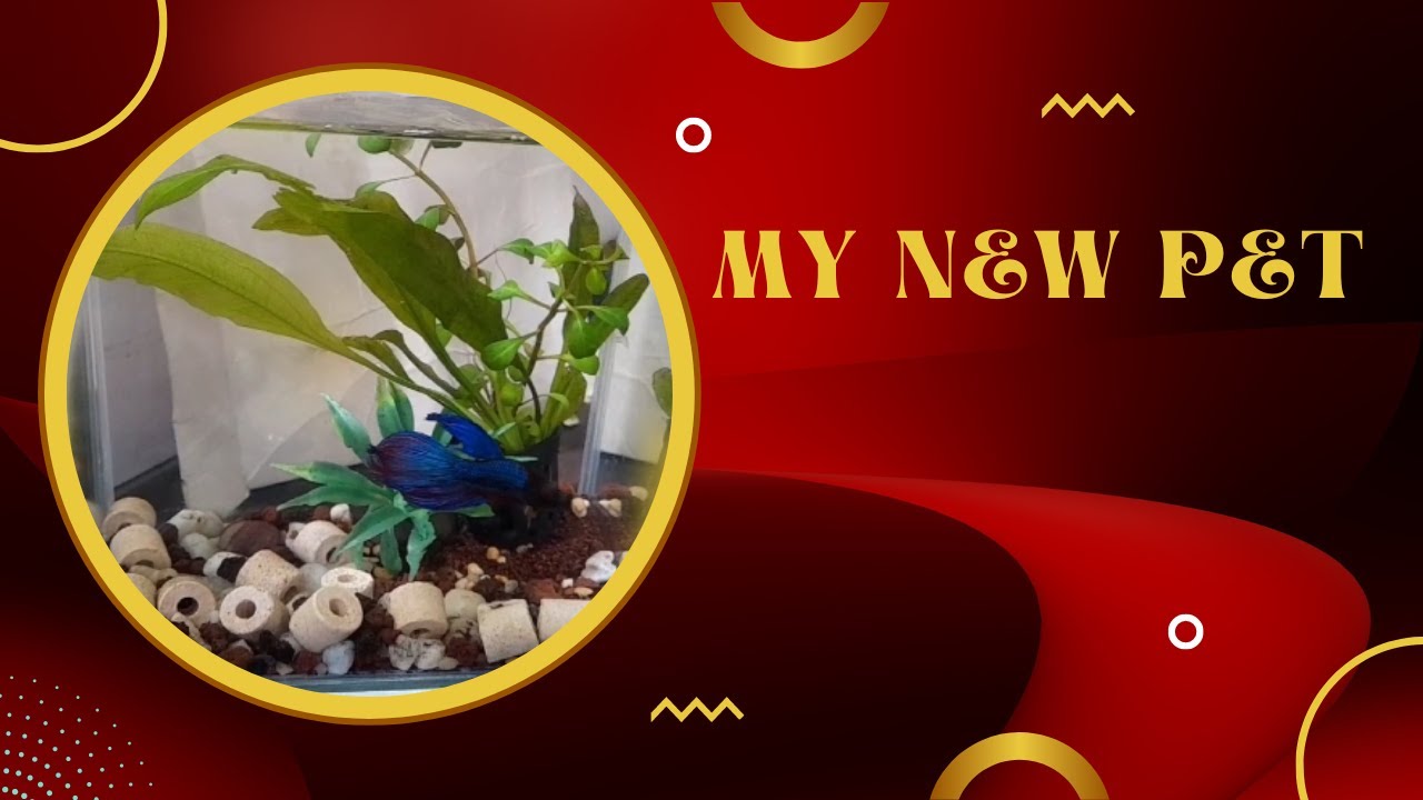 My pet fish - YouTube