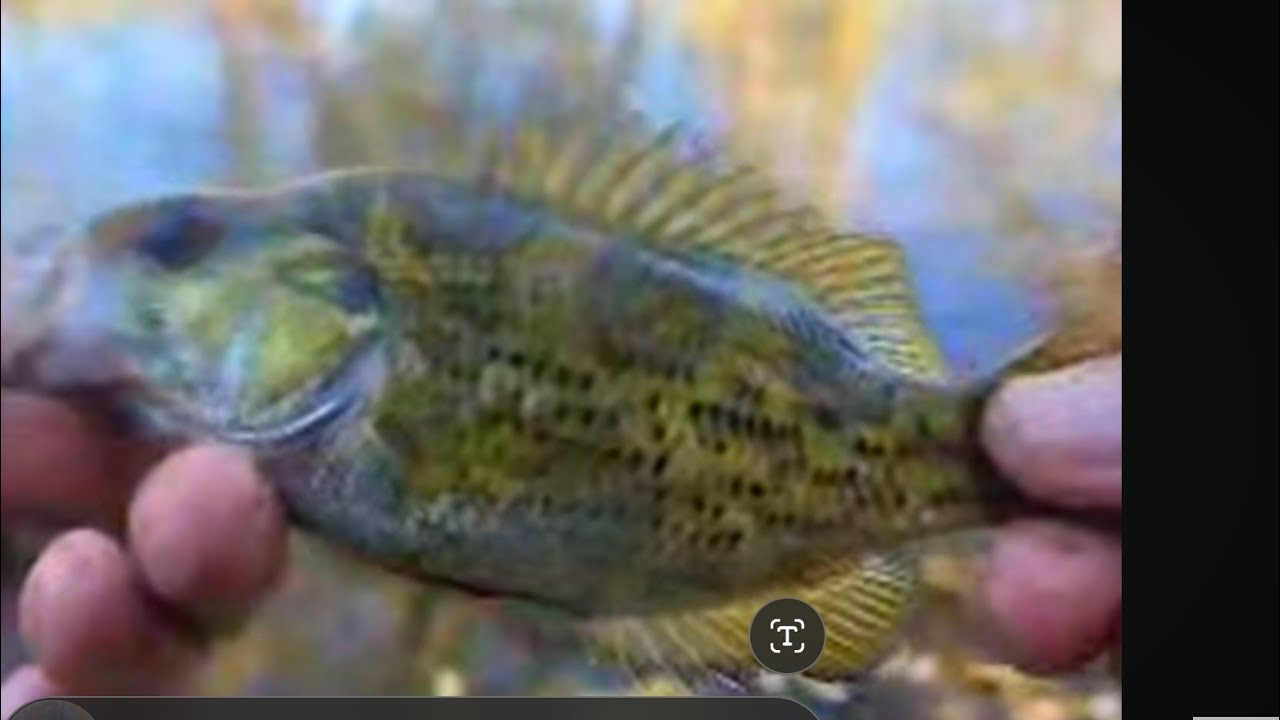 Fishing with a Subscriber (Travis) - YouTube