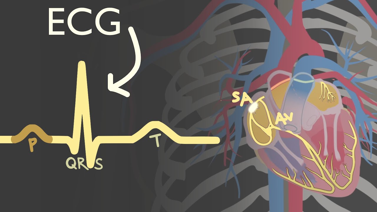 ECG Review | Cardiovascular Physiology and Intro to the #ECG - YouTube