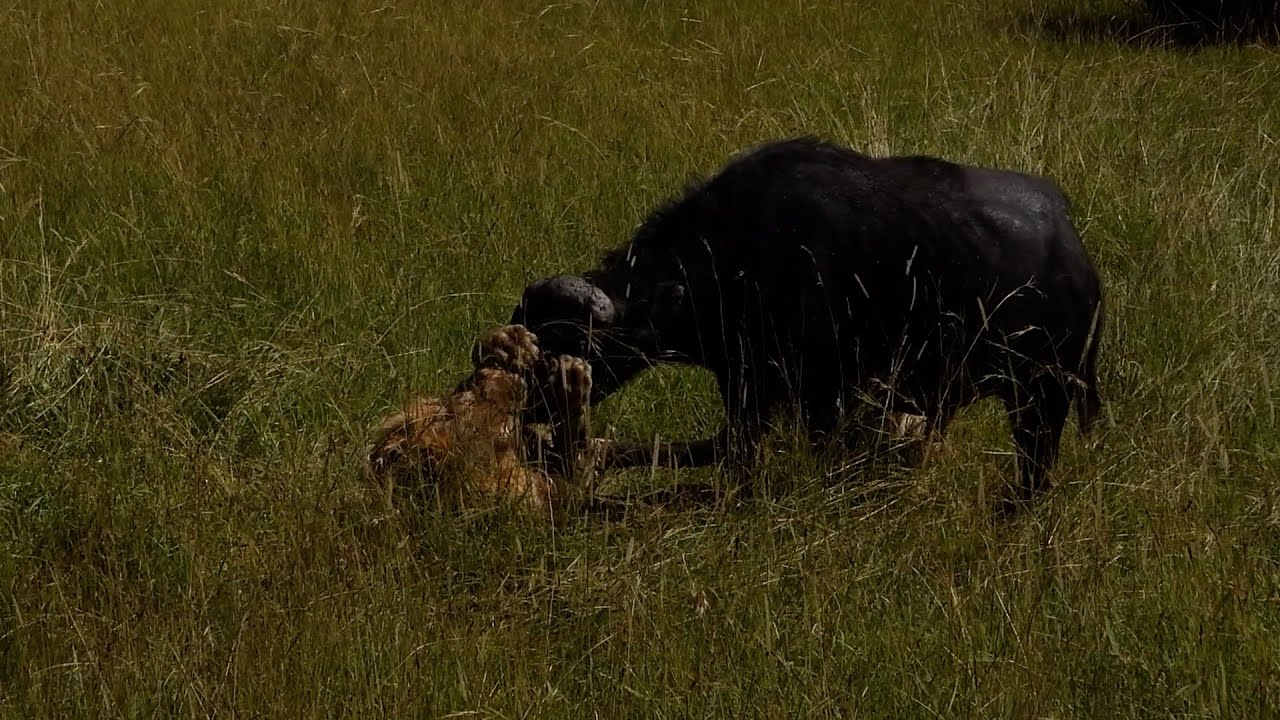 Male lion trying to take down a tough buffalo - YouTube