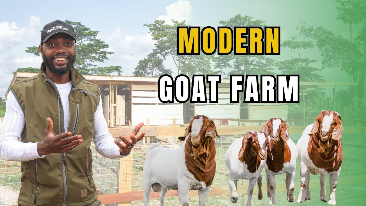 WHAT YOU NEED TO BUILD A MODERN GOAT FARM IN AFRICA AND BEYOND - YouTube
