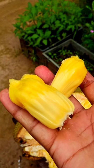 Sweet ripe jackfruit 😋🥝🌴 #food #shorts - YouTube