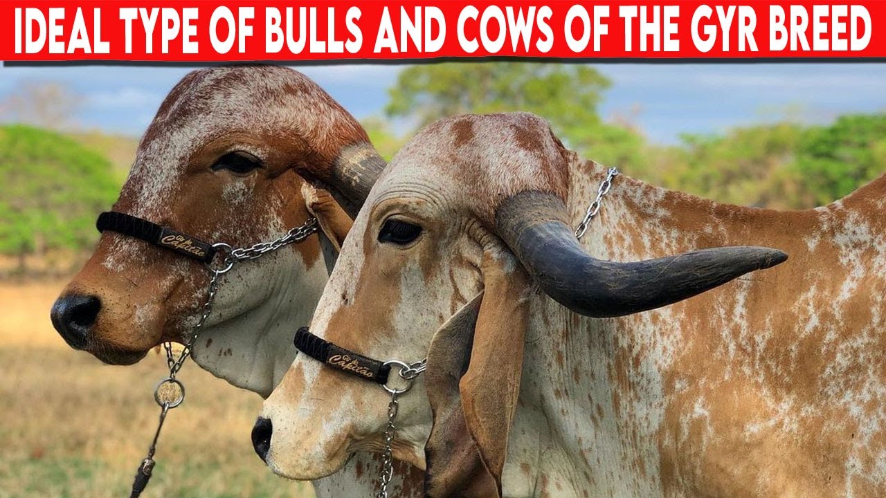 ⭕ Ideal Type Of Bulls And Cows Of The GYR Breed Dairy Cows - YouTube