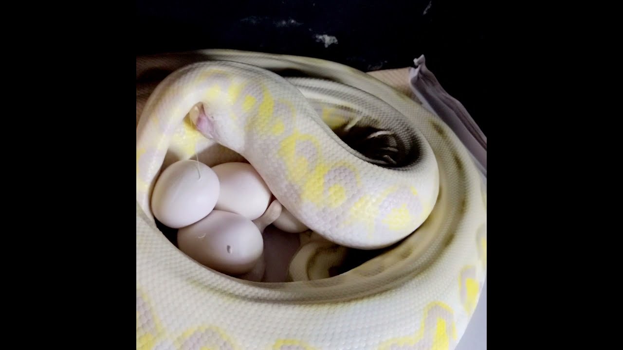 Purple Jaguar Possible Het Anerythristic Laying Eggs 37.5% Kalaotoa ...