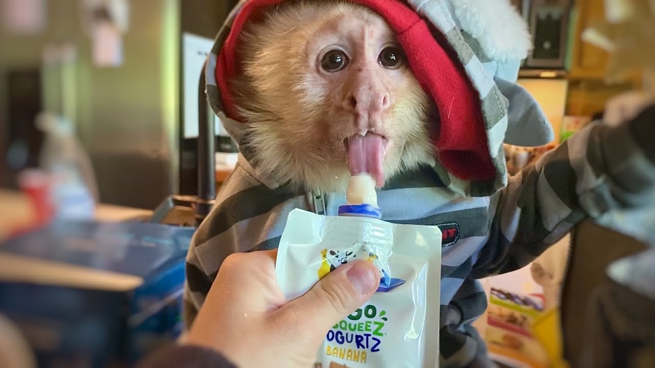 Capuchin Monkey LOVES yogurt! - YouTube