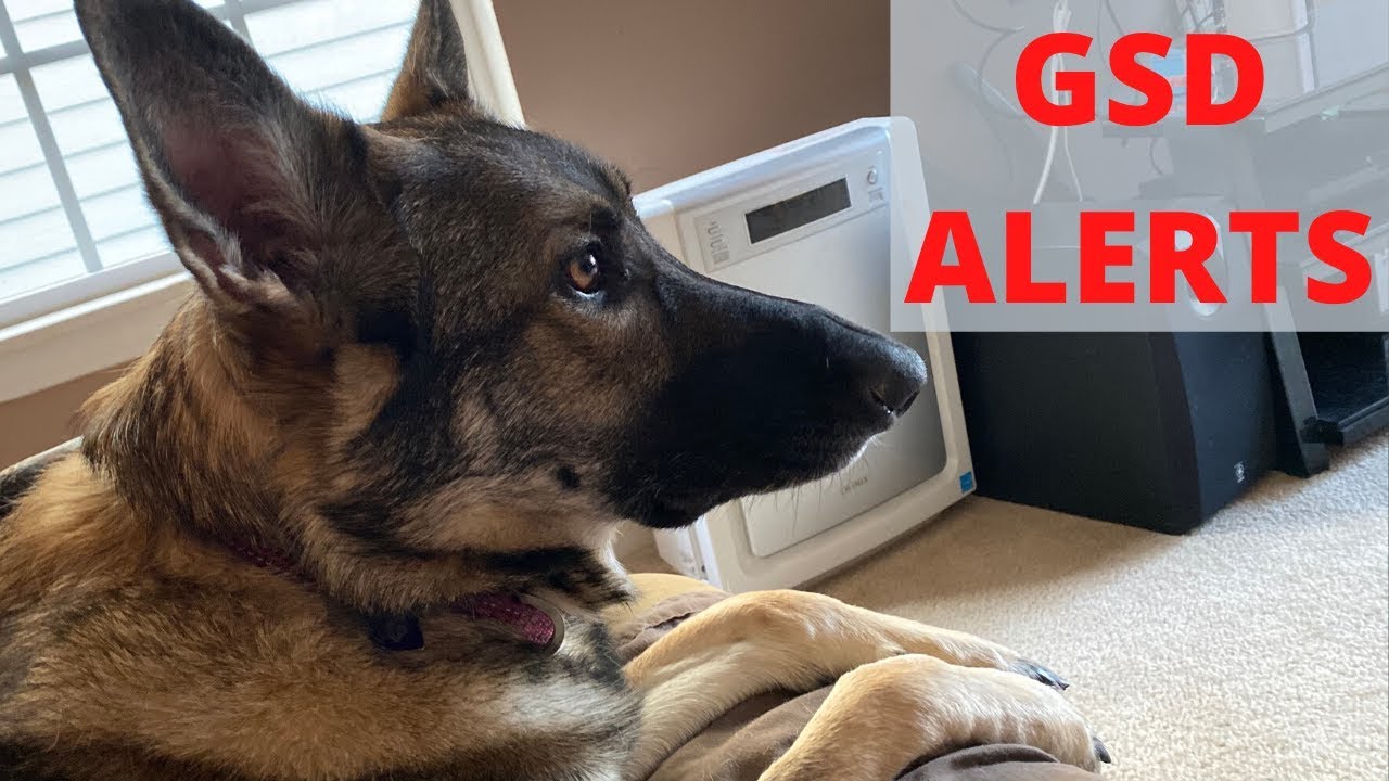 Our dog was dying and my German Shepherd let me know - YouTube