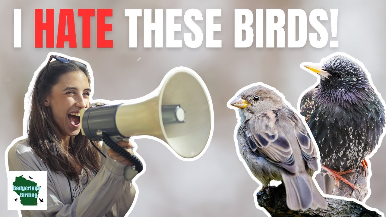 The 5 Most Polarizing Birds in North America - YouTube