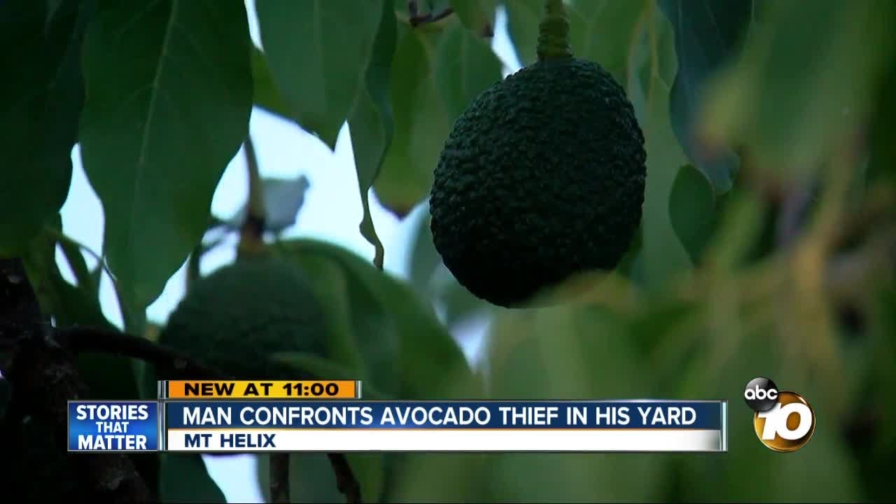 Man confronts avocado thief in his yard - YouTube