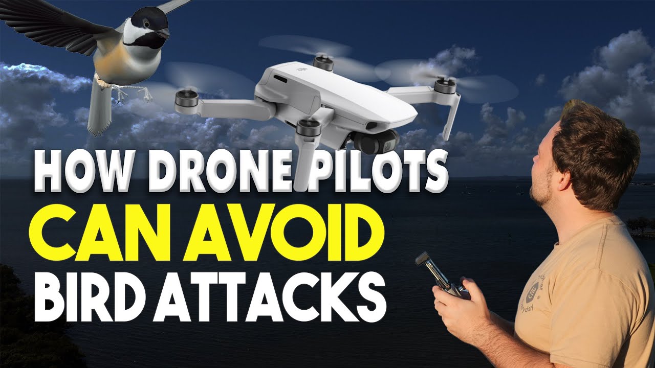 How Drone Pilots Can Avoid Bird Attacks (7 Easy Tips) | DansTube.TV ...