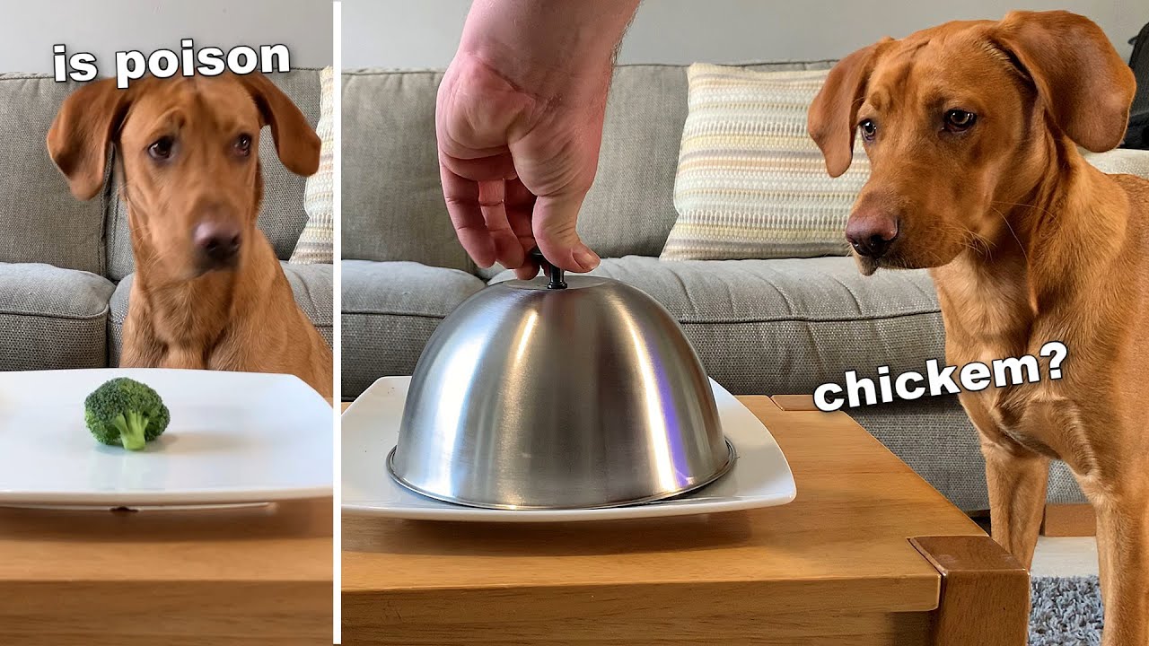 Dog Reviews Food : Taste Test Dog vs Human Food - YouTube