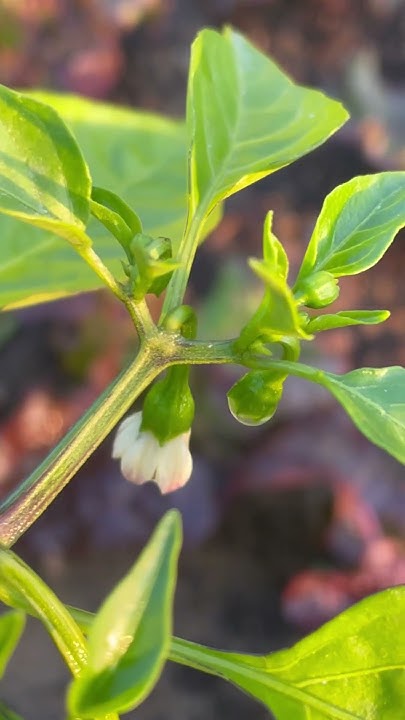 #주말농장 #북한산 #스타벅스더북한산점근처 #딸기 #브로콜리새싹 #땅콩호박 #스파게티호박 #호박 #호박요리 #여름작물 #모종심기 ...