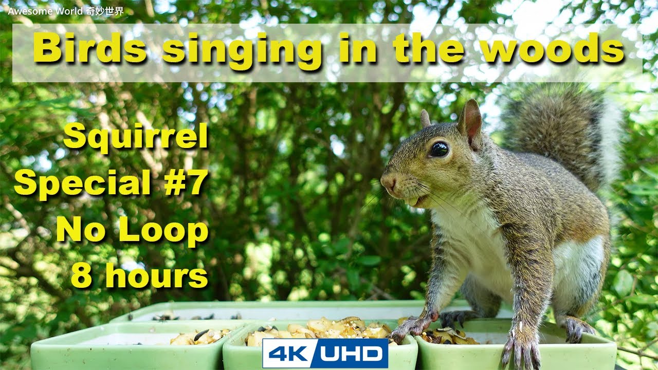 ASMR 8 HOURS of Birds Singing in the Woods, No loop, 4K Squirrel-7 ...