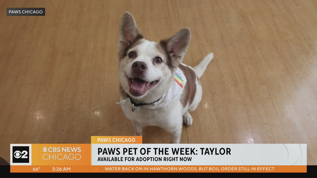 PAWS Pet of the Week - Taylor - YouTube